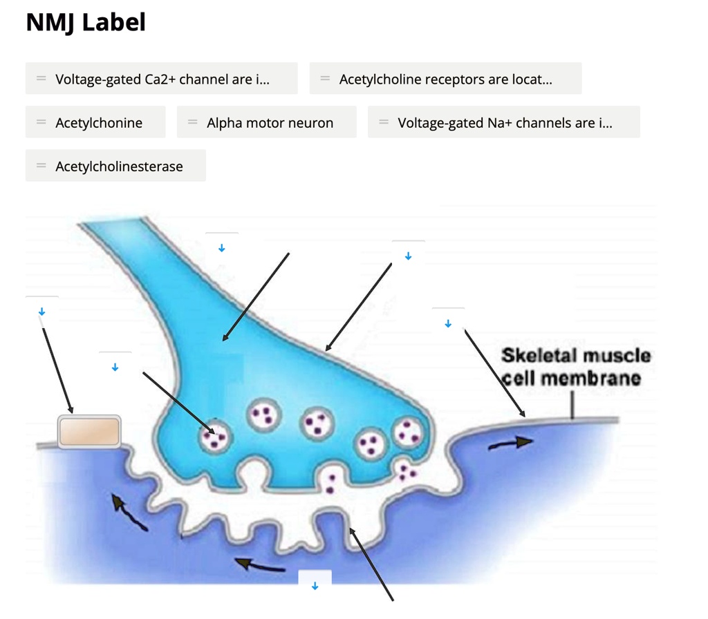 SOLVED: Text: NMJ Label Voltage-gated Ca2+ channels are i ...