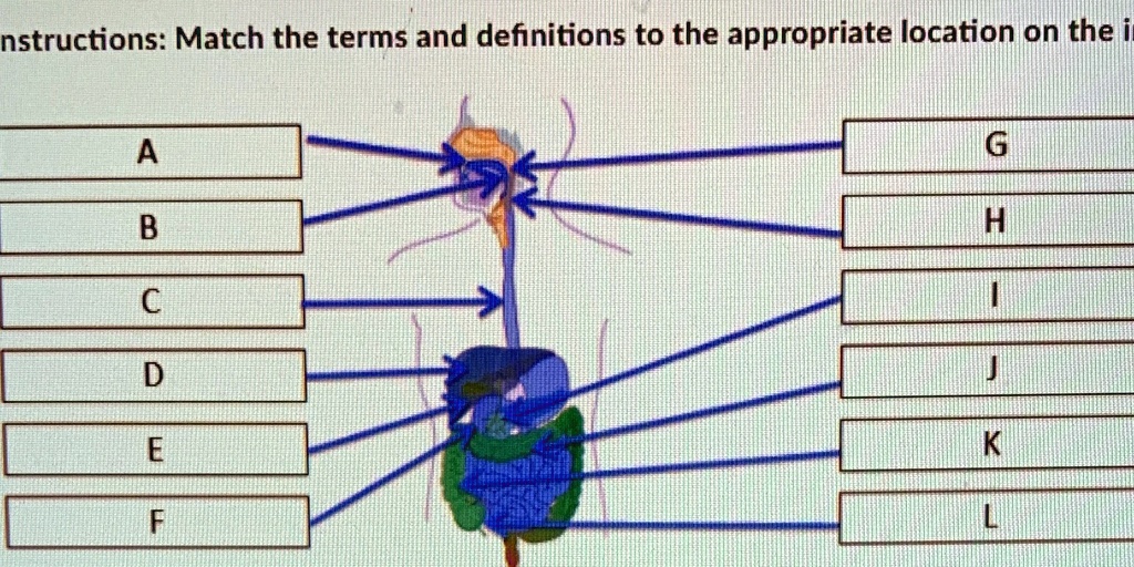 VIDEO solution: Alimentary canal and accessory digestive instructions: Match the terms and ...