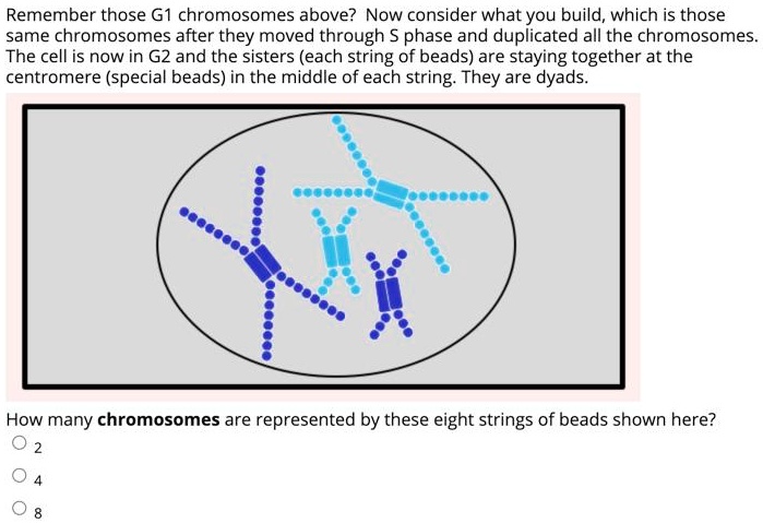 SOLVED:Remember those G1 chromosomes above? Now consider what you build ...