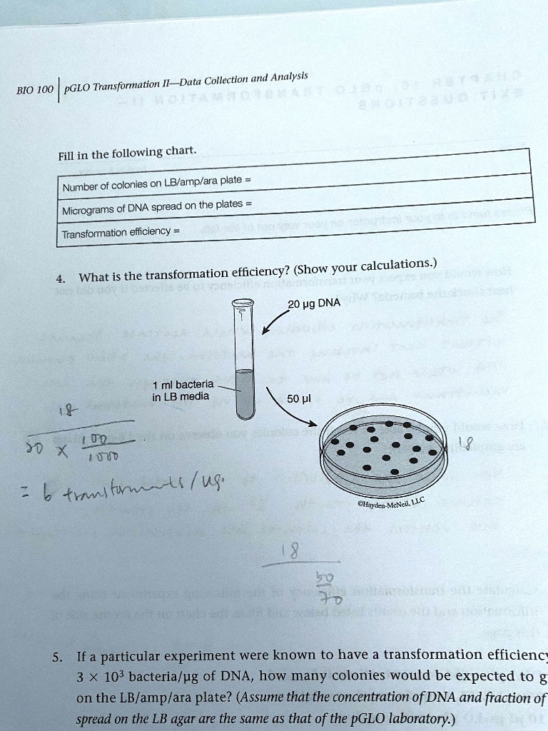 SOLVED: Data Collection (Hd Analysis BIO 100 pGLO Transformation HI Fill in the following chart ...