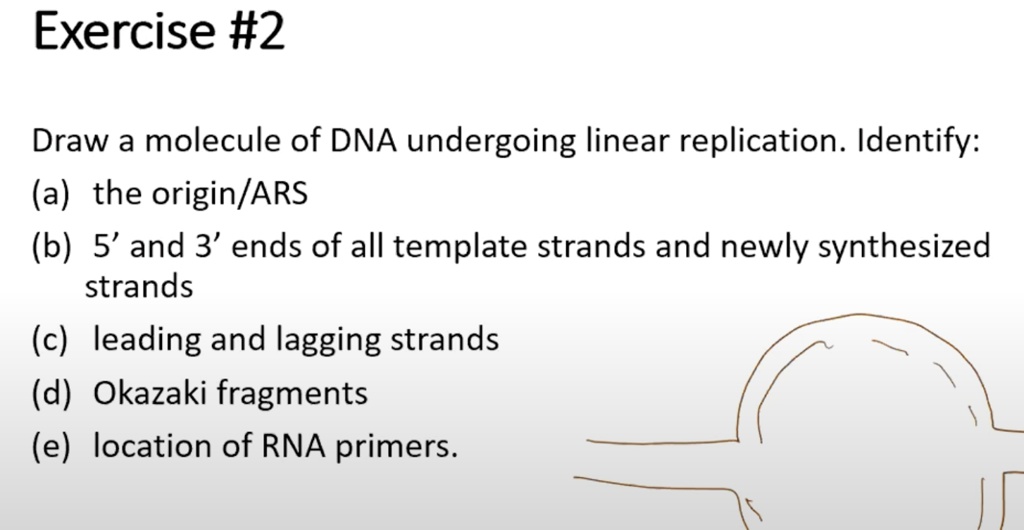 SOLVED: Exercise #2 Draw a molecule of DNA undergoing linear ...
