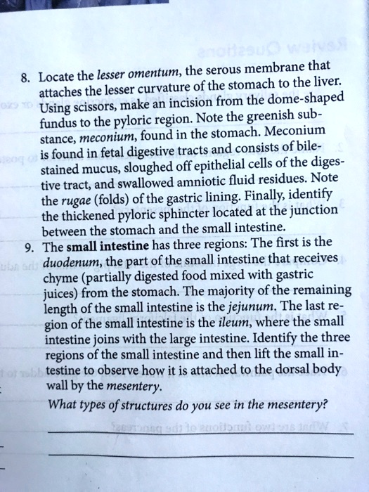 8. Locate the lesser omentum, the serous membrane that attaches the ...