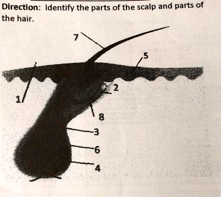 SOLVED: 'Identify the parts of the scalp and parts of the hair asap po ...