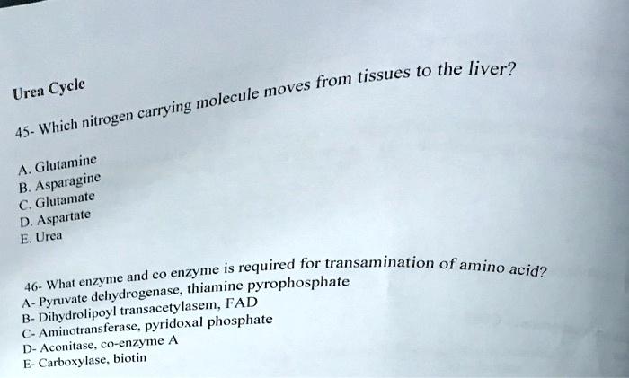 SOLVED: tissues to the liver? Urea Cycle moves from molecule carrying ...