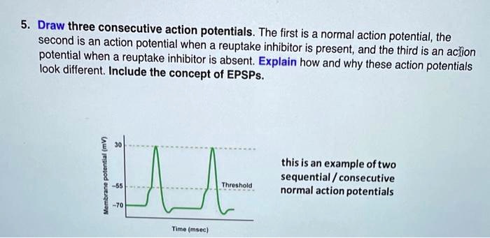 SOLVED: Draw three consecutive action potentials. The first is a normal ...
