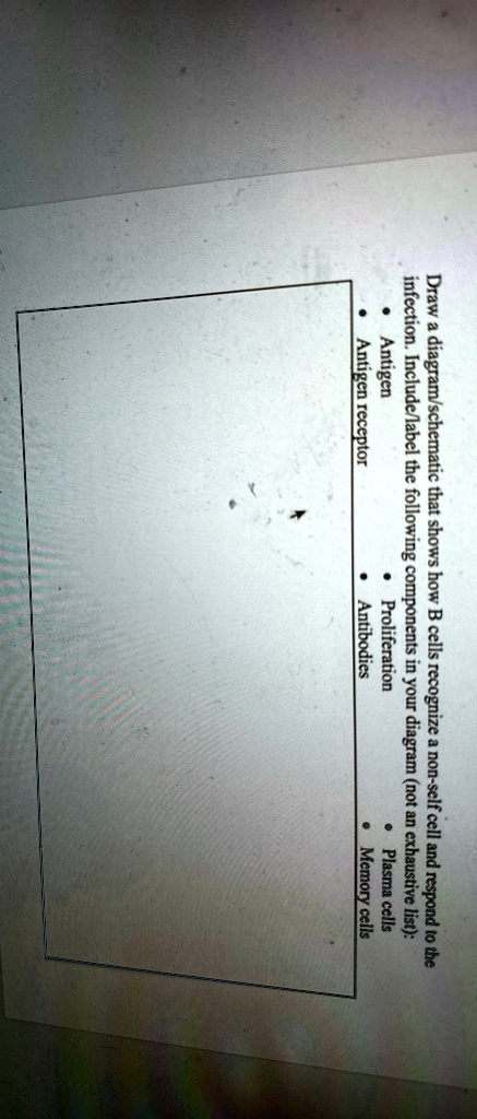 draw a diagramschematic that shows how b cells recognize a non self ...