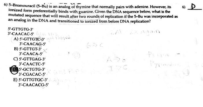 5-Bromouracil (5-Bu) is an analog of thymine that normally pairs with ...