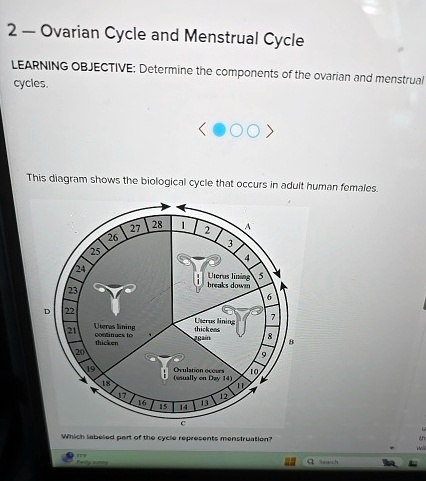 2- Ovarian Cycle and Menstrual Cycle LEARNING OBJECTIVE: Determine the ...
