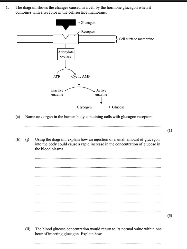 SOLVED: The diagram shows the changes caused in cell by the hormone ...