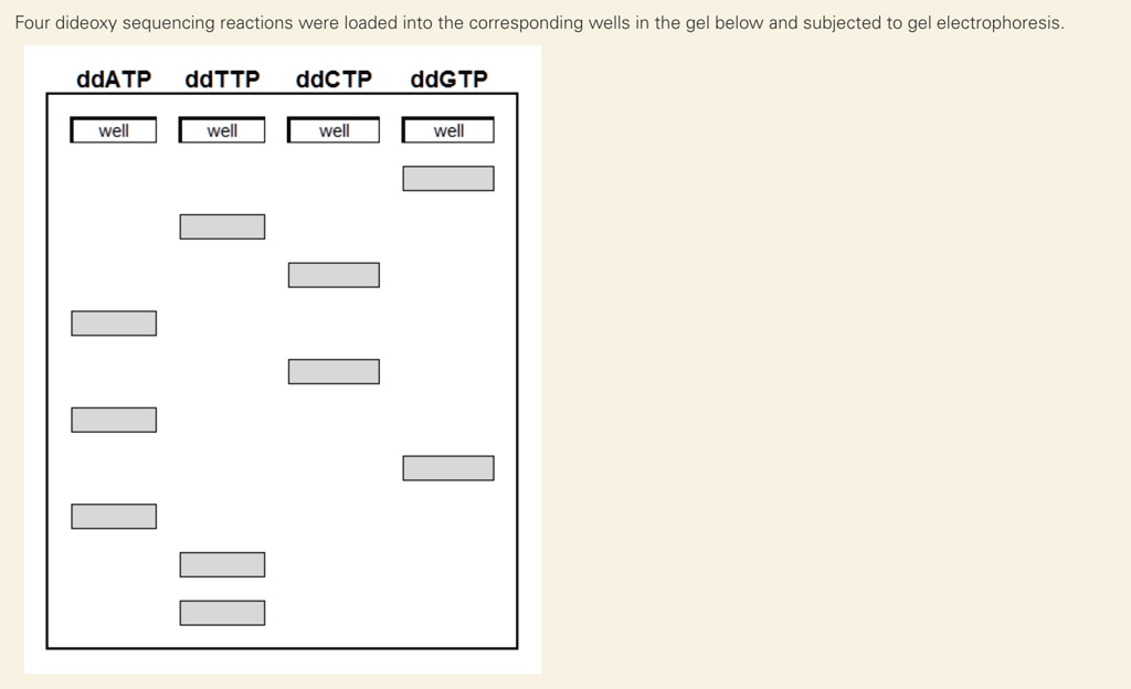 Four dideoxy sequencing reactions were loaded into the...
