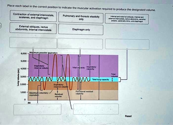 Place each label in the correct position to indicate the muscular ...