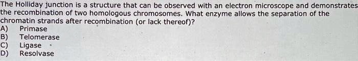 The Holliday junction is a structure that can be observed...