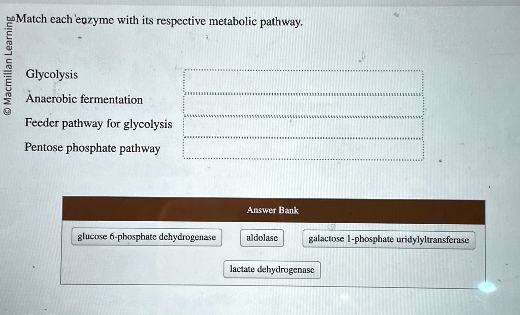 Macmillan Learning Match each enzyme with its respective metabolic ...