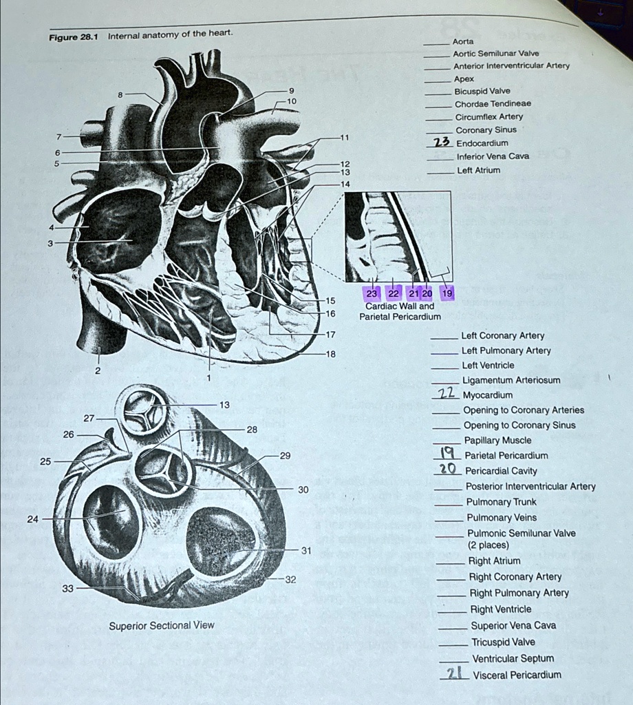 Figure 28.1 Internal anatomy of the heart. Aorta Aortic Semilunar Valve ...