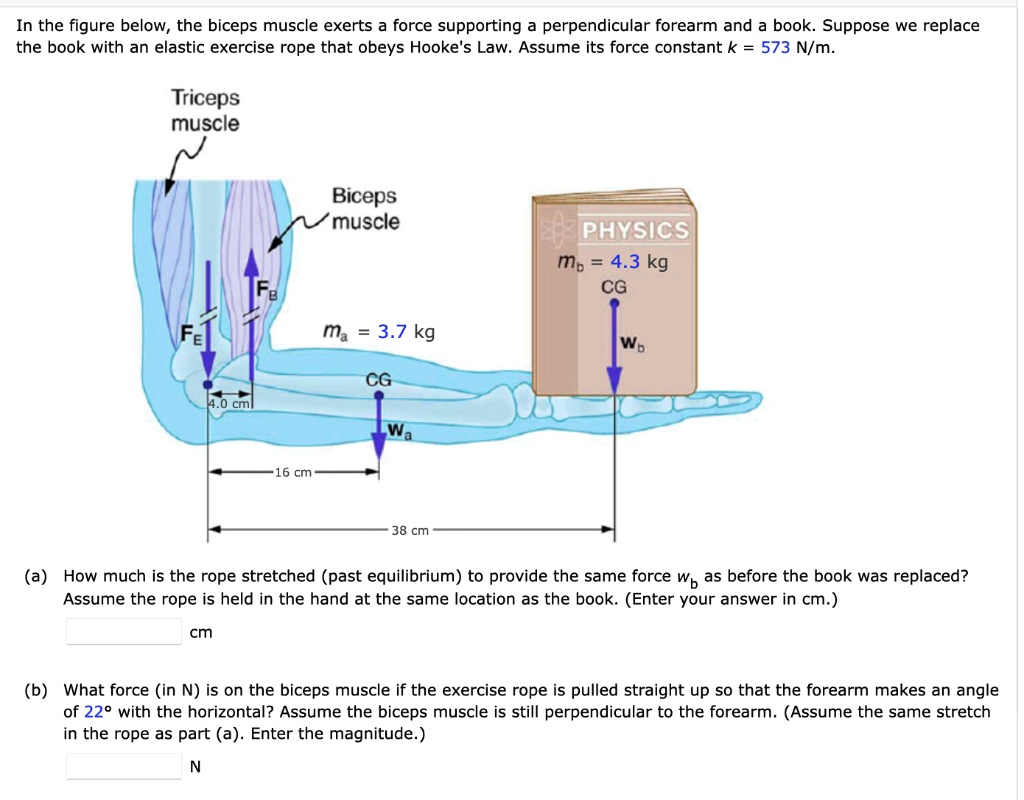 in the figure below the biceps muscle exerts a force supporting a ...