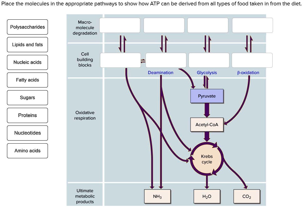 SOLVED: Place the molecules in the appropriate pathways to show how ATP ...
