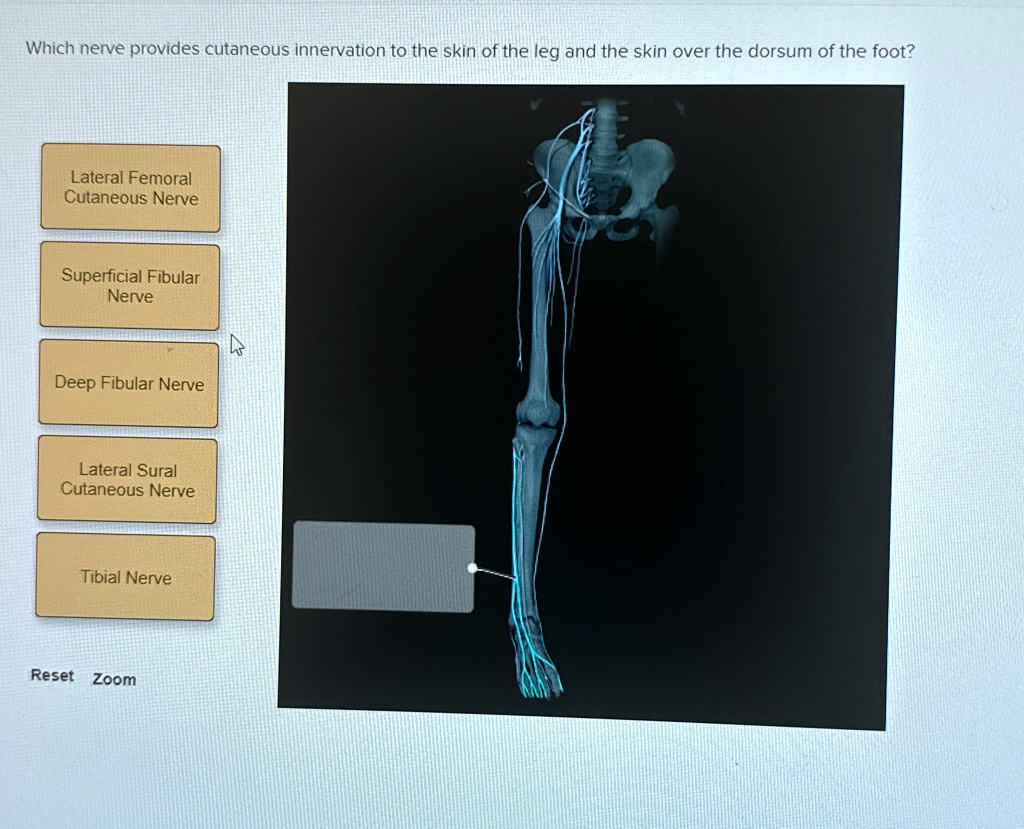 Which nerve provides cutaneous innervation to the skin of the leg and ...