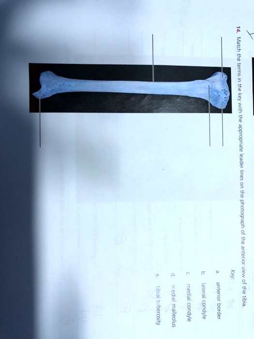 14. Match the terms in the key with the appropriate leader lines on the ...