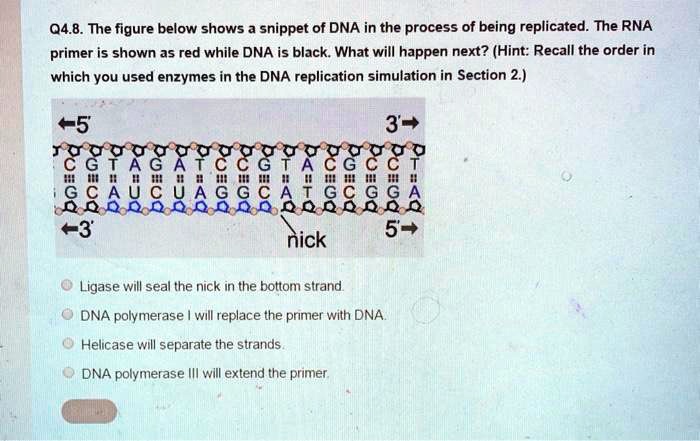 SOLVED: 04.8. The figure below shows snippet of DNA in the process of ...