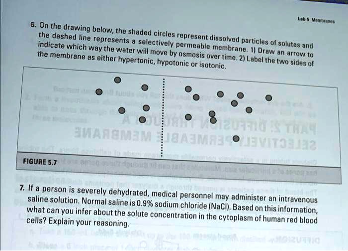 SOLVED: Lah 5 Membranes 6. On the drawing below, the shaded circles ...