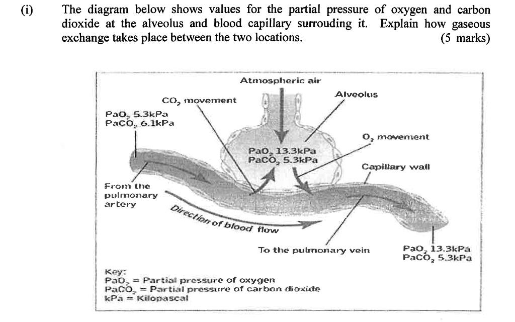 What Is The Partial Pressure Of Carbon Dioxide In Venous Blood at Oscar ...