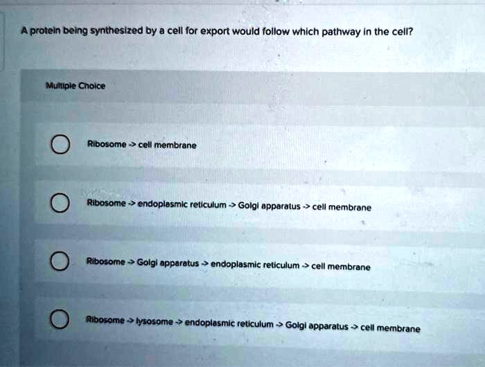 SOLVED: A protein being synthesized by a cell for export would follow ...