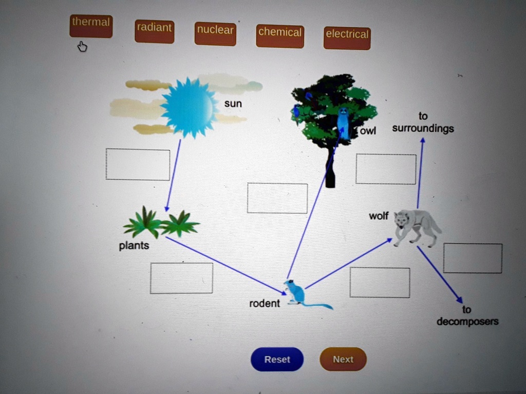 the diagram shows some of the steps in the flow of energy through an ...