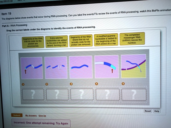 SOLVED: Item 19 The diagrams below show events that occur during RNA ...