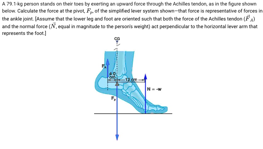 a 791 kg person stands on their toes by exerting an upward force ...