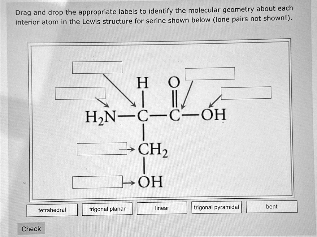 SOLVED: Drag and drop the appropriate labels to identify the molecular ...