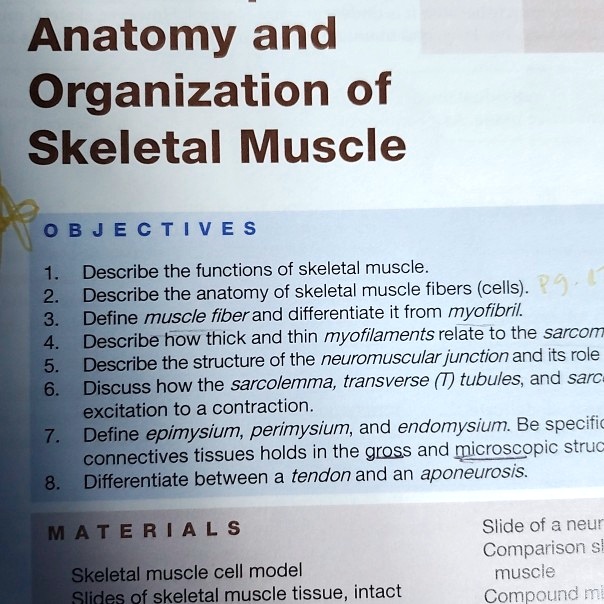 SOLVED: Anatomy and Organization of Skeletal Muscle OBJECTIVES 1 ...
