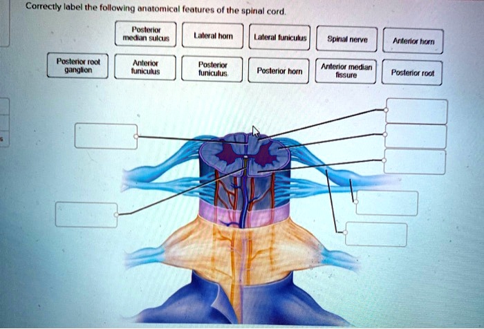Correctly label the following anatomical features of the spinal cord ...