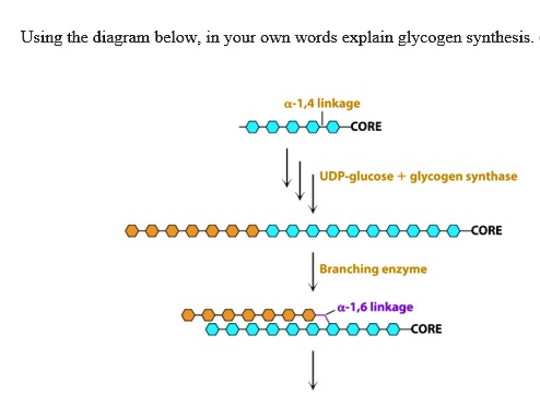 using the diagram below in your own words explain glycogen synthesis 0 ...
