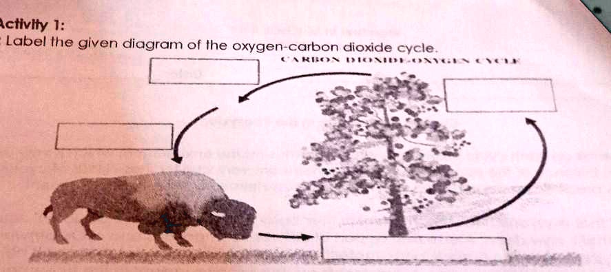 SOLVED: Learning Activity 1: Directions: Label the given diagram of the ...