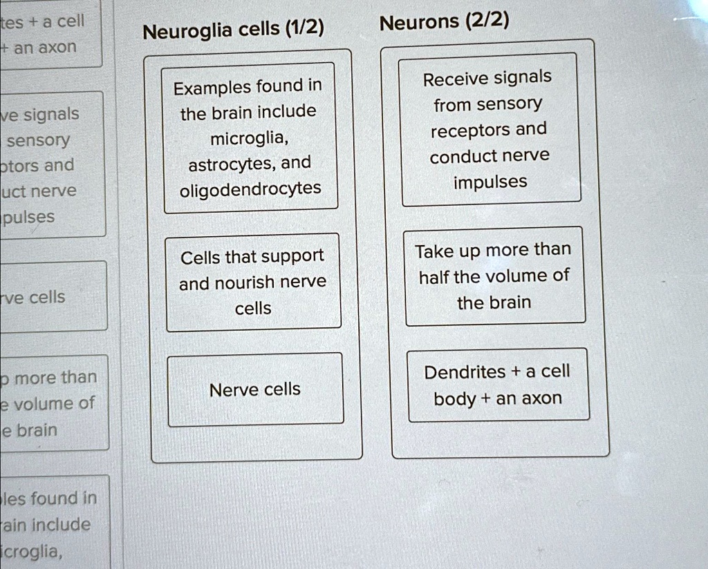Neuroglia cells (1/2) Examples found in the brain include microglia ...