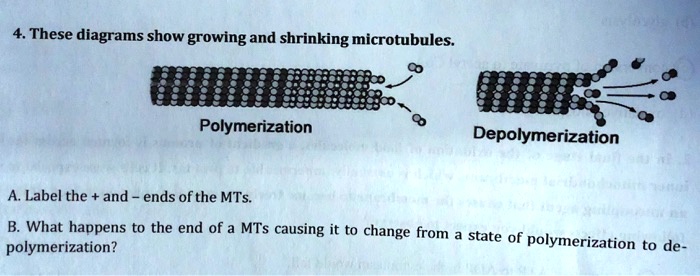SOLVED: 4. These diagrams show growing and shrinking microtubules ...