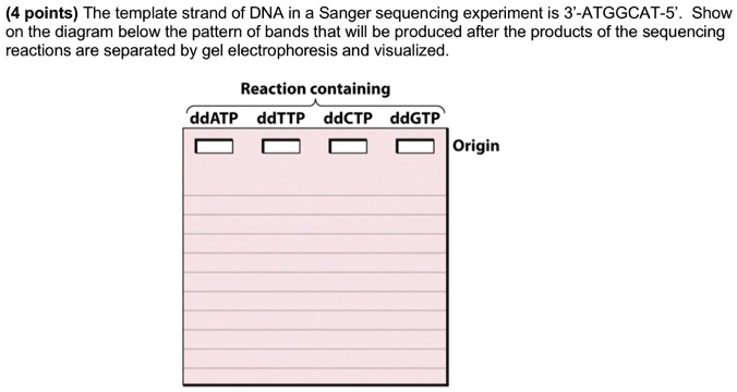 (4 points) The template strand of DNA in a Sanger sequencing experiment ...