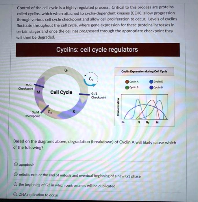 SOLVED: Control of the cell cycle is highly regulated process: Criticat ...