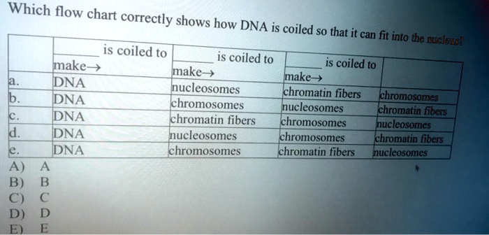 Which flow chart correctly shows how DNA is coiled so… - SolvedLib
