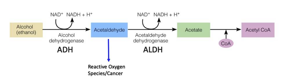 SOLVED: NAD NADH H" NAD+ NADH + Ht Alcohol (ethanol) Acetaldehyde ...