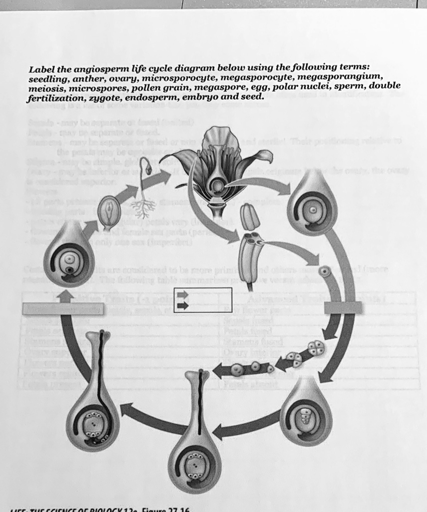Label the angiosperm life cycle diagram below using the following terms ...