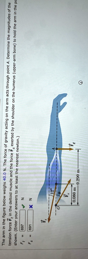the arm in the figure below weighs 400 n the force of gravity acting on ...