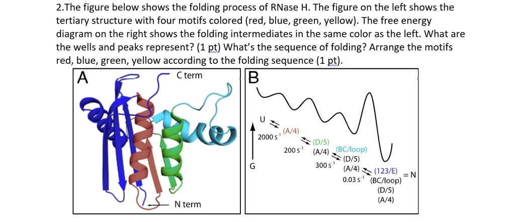 SOLVED:2.The figure below shows the folding process of RNase H: The ...