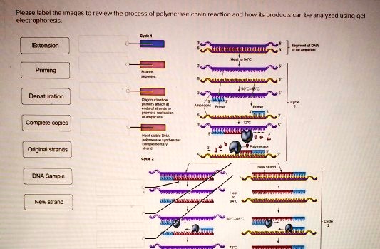 Please label the images to review the process of polymerase chain ...