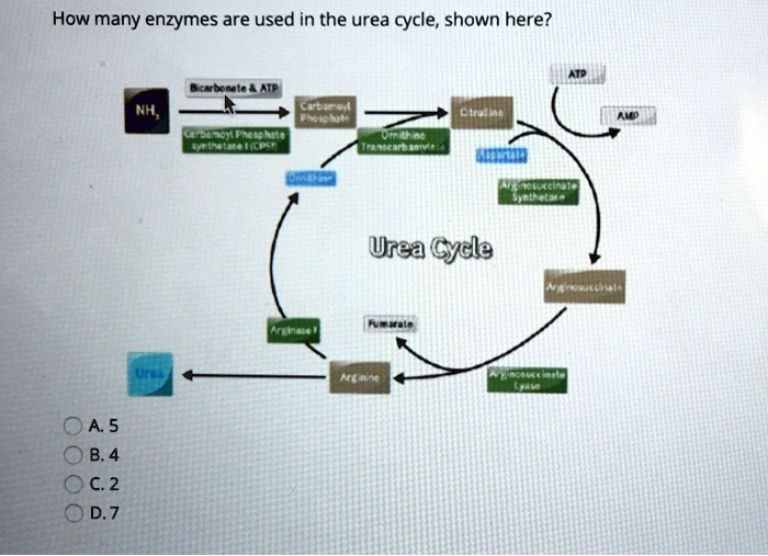 SOLVED:How many enzymes are used in the urea cycle, shown here ...