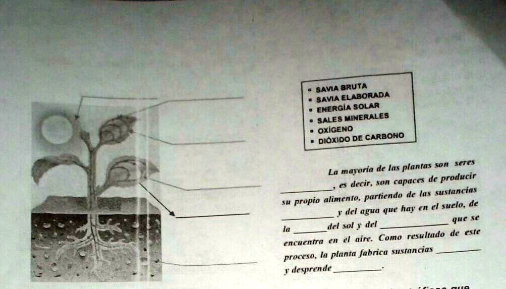 SOLVED: mediante la fotosíntesis las plantas verdes captan la energía ...