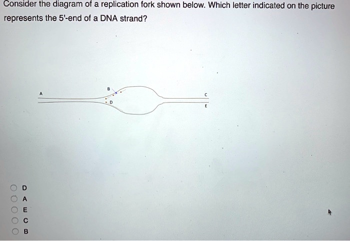 SOLVED: Consider the diagram of a replication fork shown below: Which ...