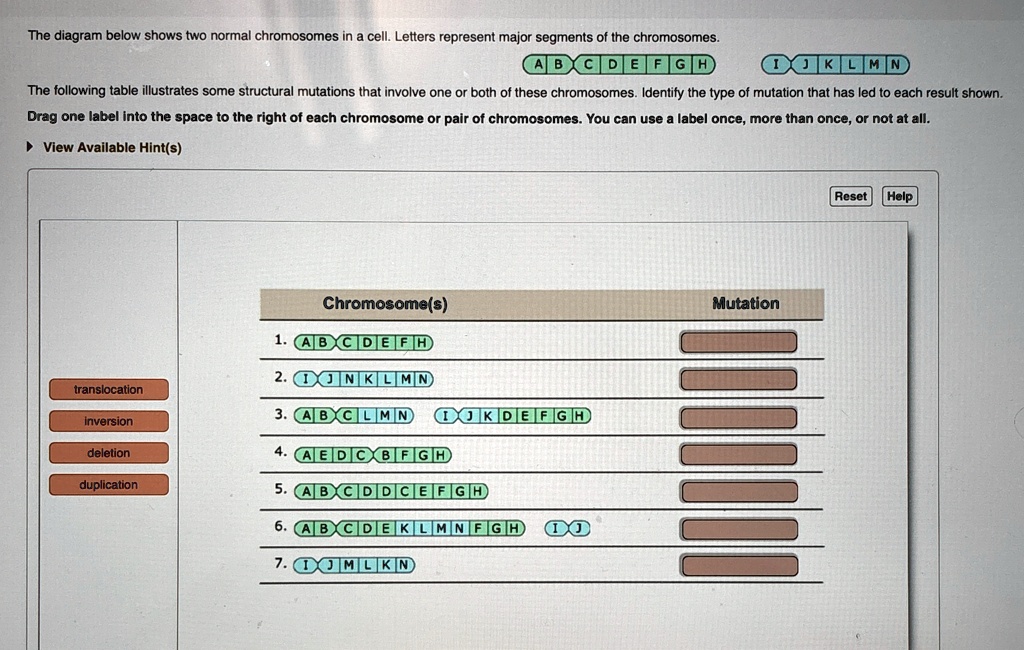 [GET ANSWER] the diagram below shows two normal chromosomes in a cell letters represent major ...