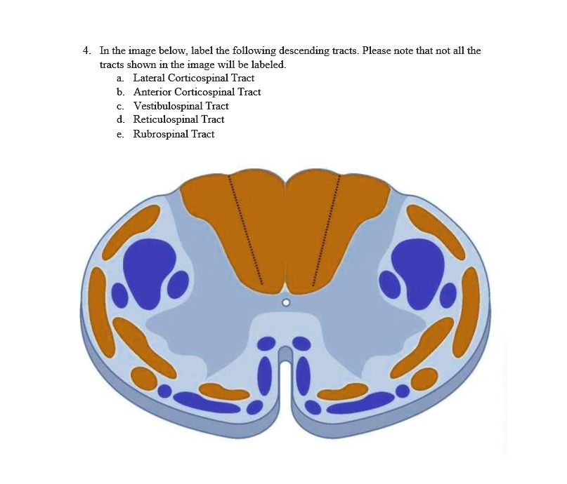 4 in the image below label the following descending tracts please note ...