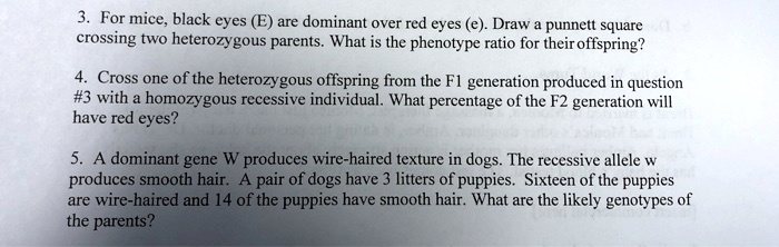 for mice black eyes are dominant ovcr red eyes e draw punnett square ... for mice black eyes are dominant ovcr red eyes e draw punnett square ...